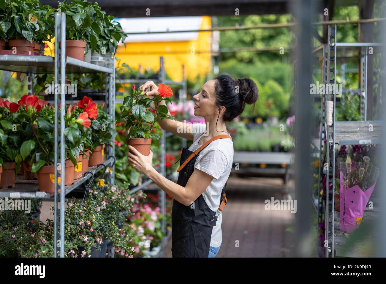 Garden center employee planting flower hi-res stock photography and ...