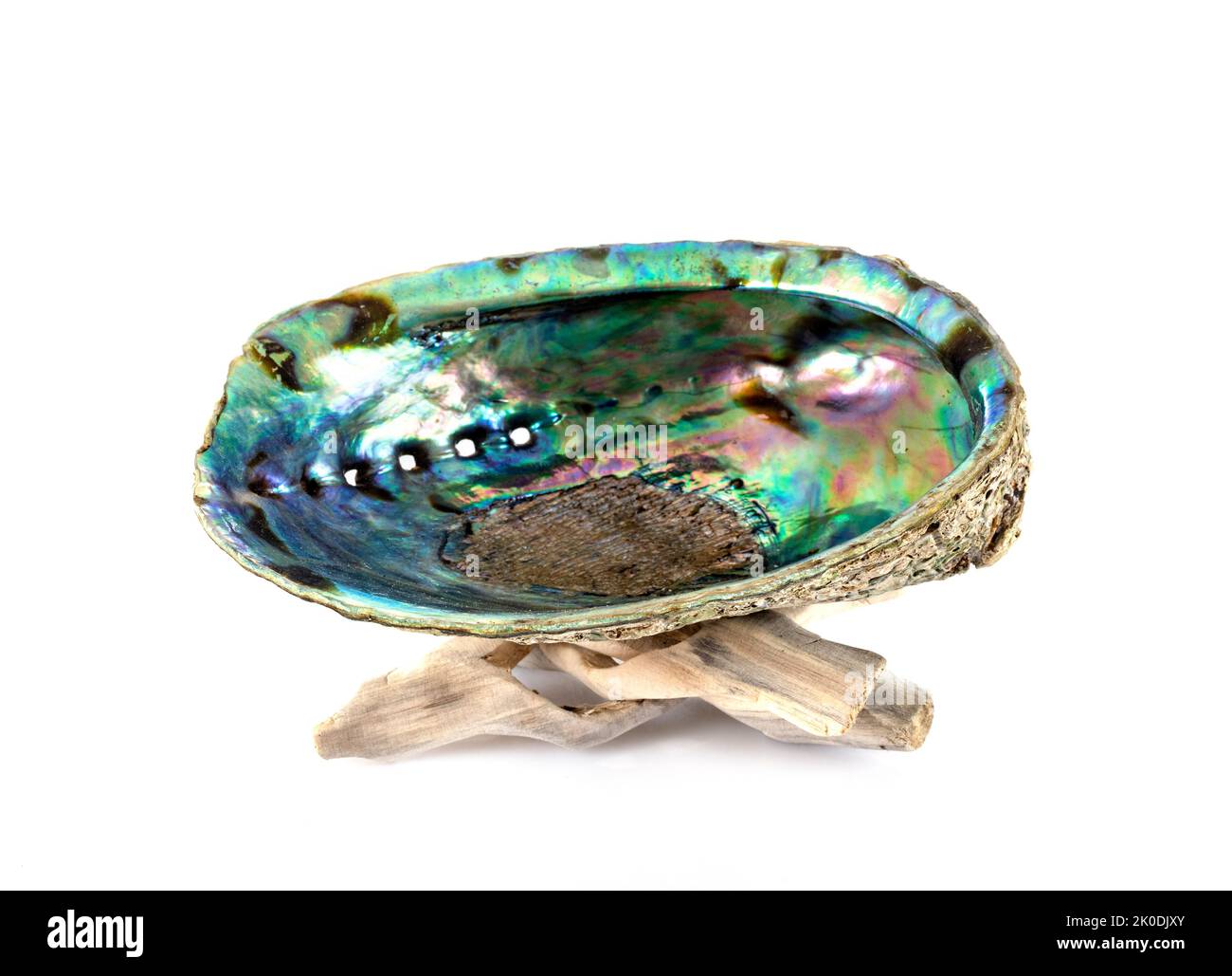 shell of abalone in front of white background Stock Photo - Alamy