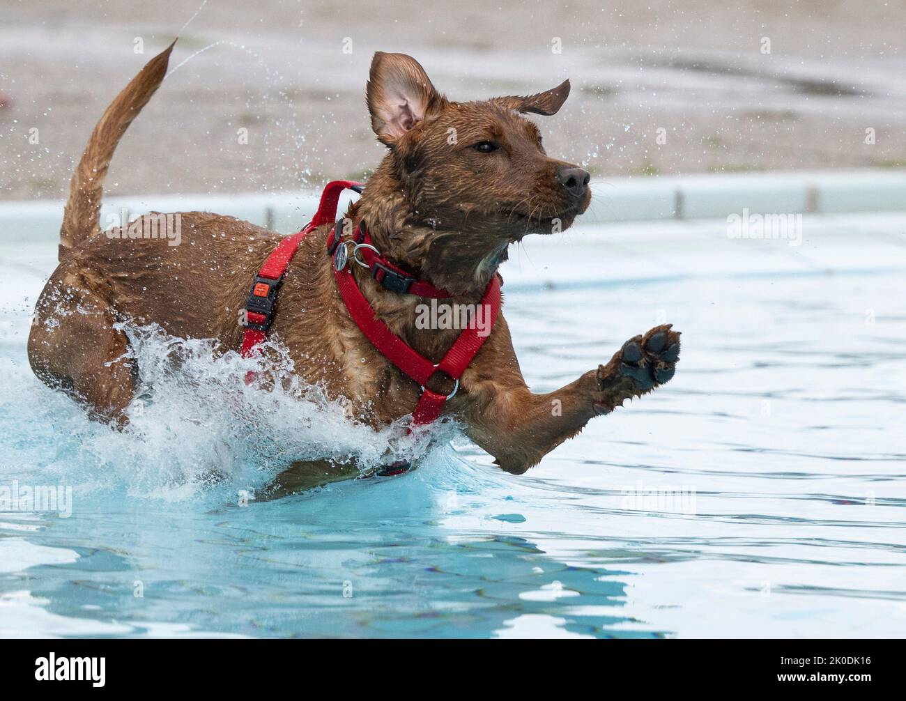 Wiesbaden, Germany. 11th Sep, 2022. A dog jumps into the pool of the ...