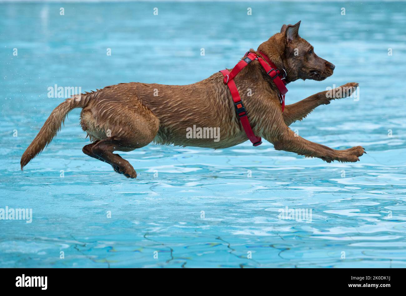 Wiesbaden, Germany. 11th Sep, 2022. A dog jumps into the pool of the ...
