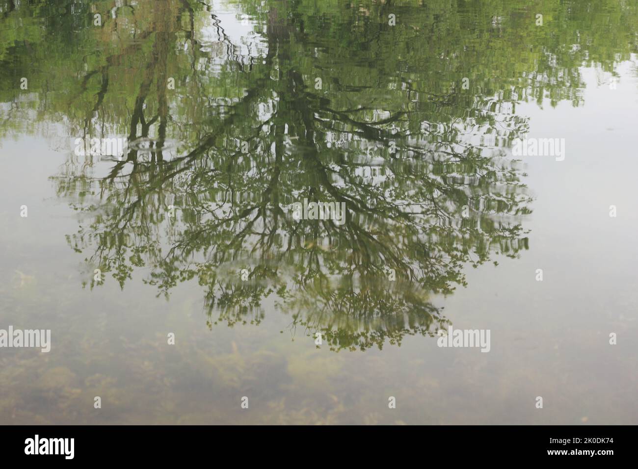 Leafy summer trees reflecting in the pond water Stock Photo - Alamy