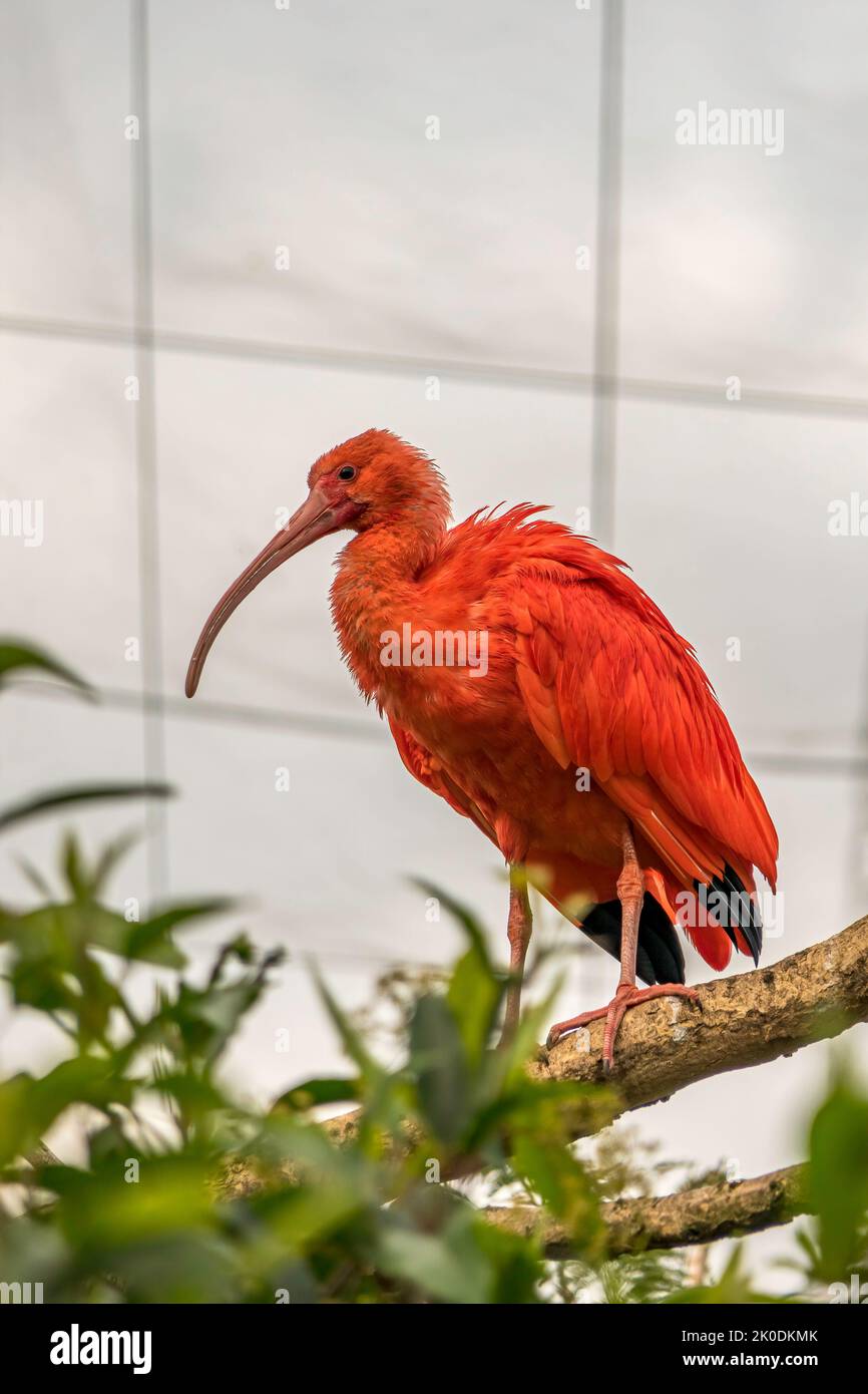 Scarlet ibis bird eudocimus hi-res stock photography and images - Alamy