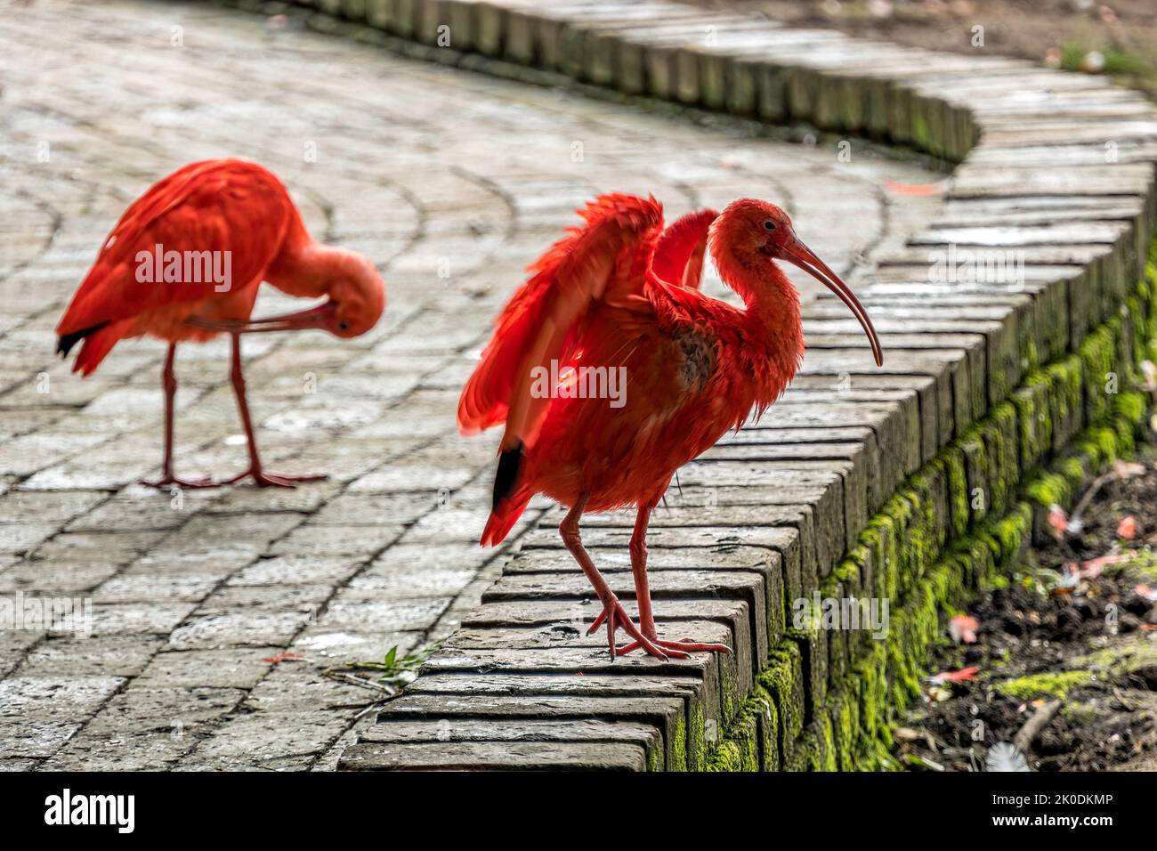 Tropical wader hi-res stock photography and images - Alamy