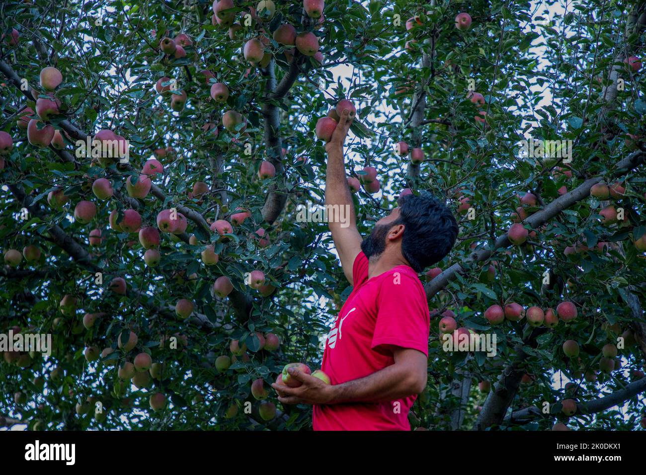 A farmer picks fresh apples at an orchard during the harvesting season ...