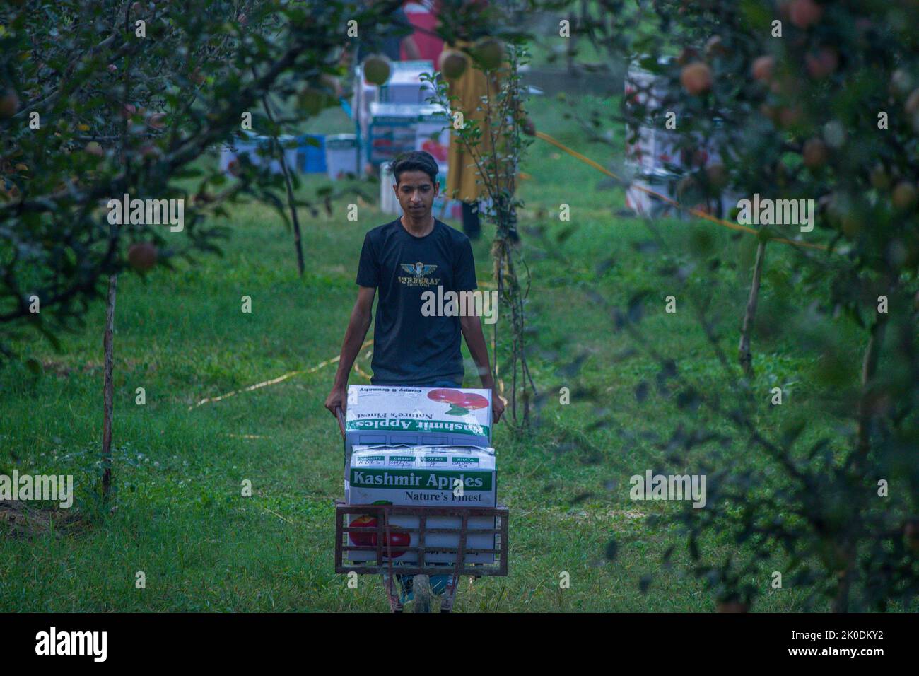 A boy seen pushing his handcart loaded with boxes of fresh apples at an ...