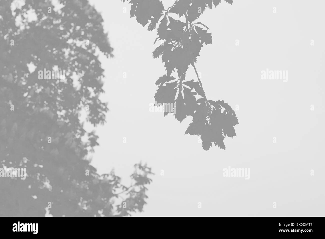 Beautiful leafy tree branch hanging in the sky in a black and white ...