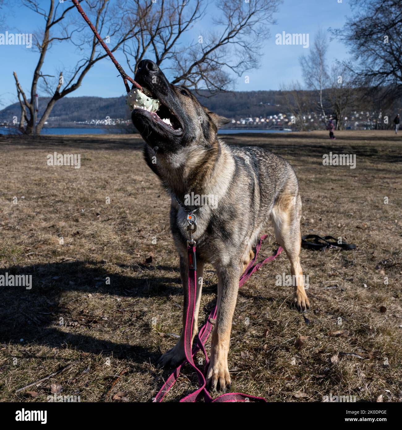 A young happy German Shepherd plays tug with a ball. Sable colored ...