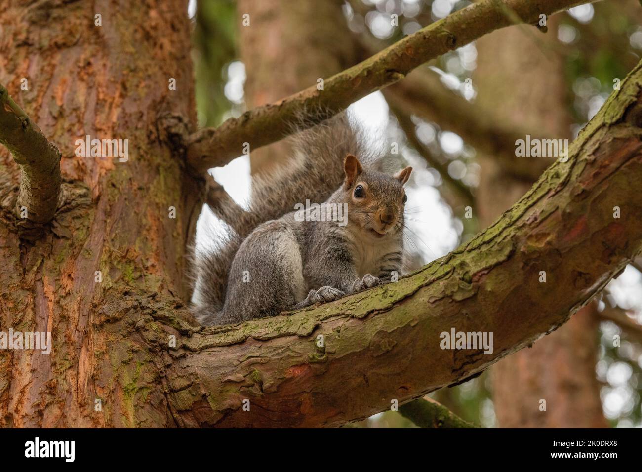 Grey squirrel upside down in a tree hi-res stock photography and images ...