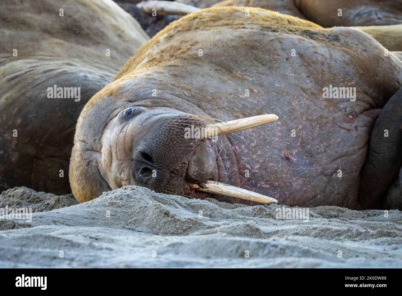 Atlantic Walrus, (Odobenus rosmarus Stock Photo - Alamy