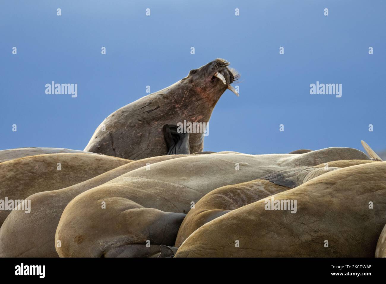 Atlantic Walrus, (Odobenus rosmarus Stock Photo - Alamy