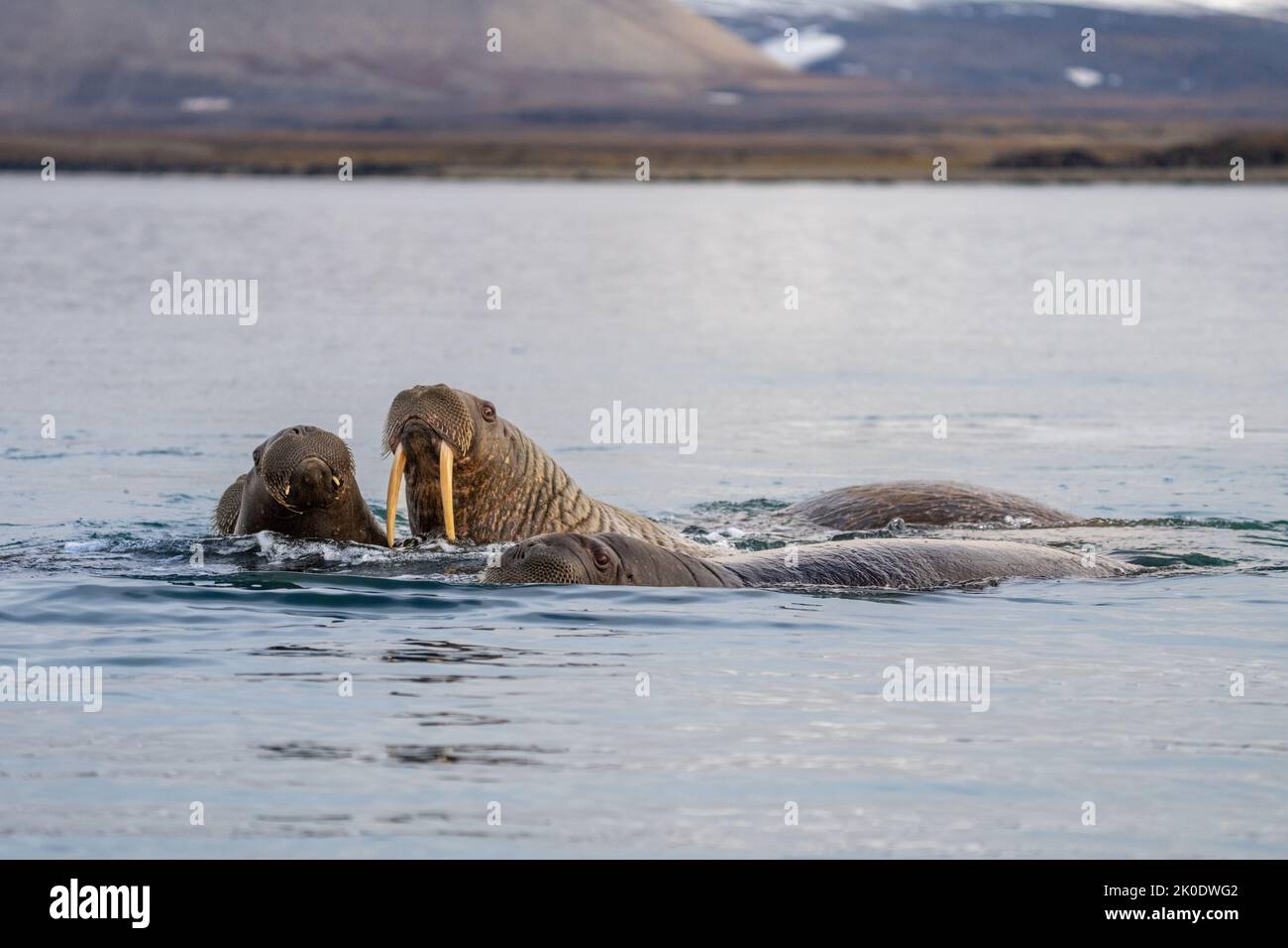 Atlantic Walrus, (Odobenus rosmarus Stock Photo - Alamy