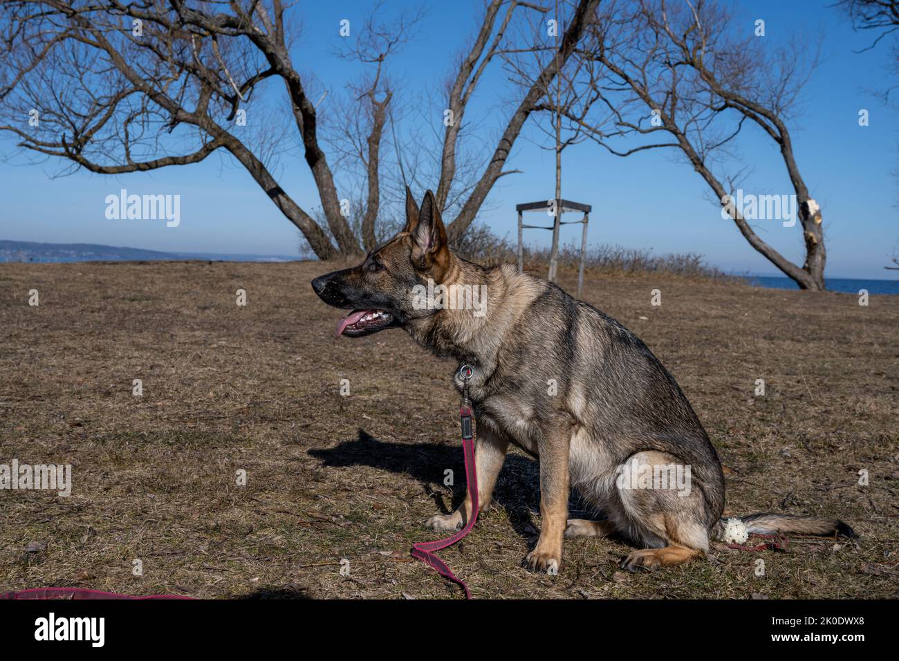 A young happy German Shepherd plays tug with a ball. Sable colored ...