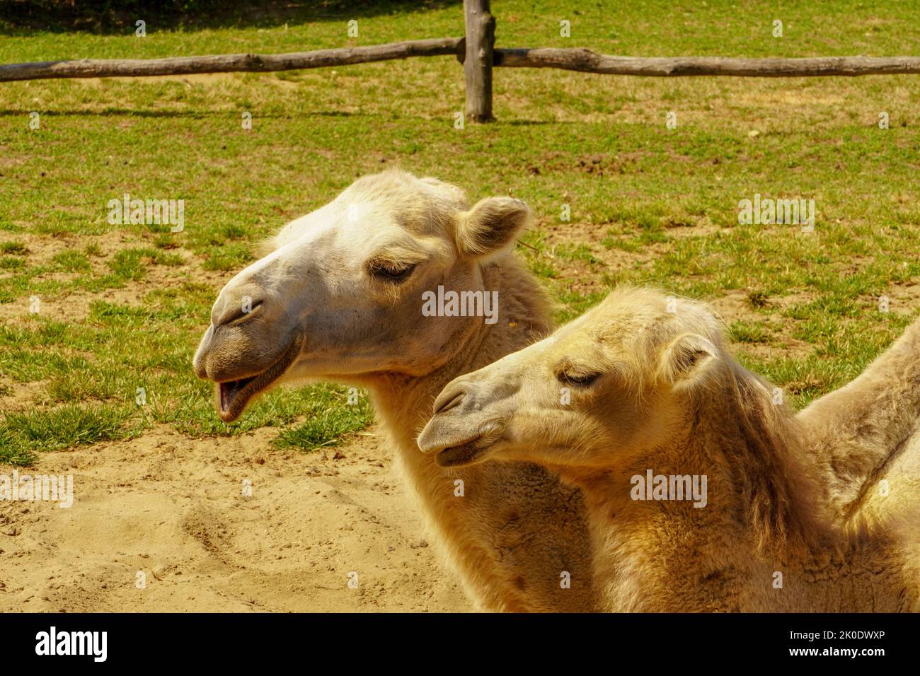 Close up of camels showing love to each other Stock Photo - Alamy