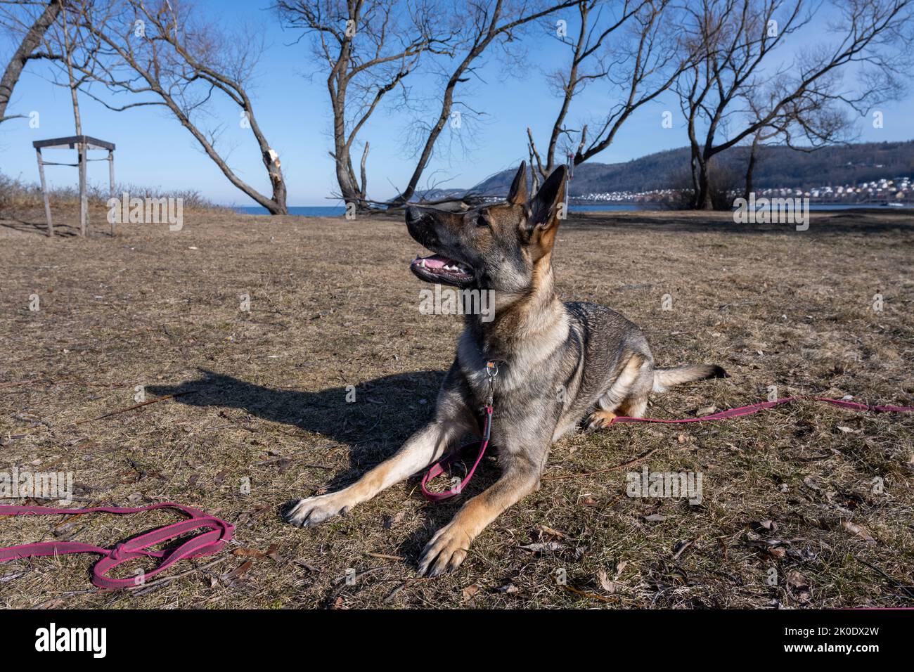 A young happy German Shepherd plays tug with a ball. Sable colored ...
