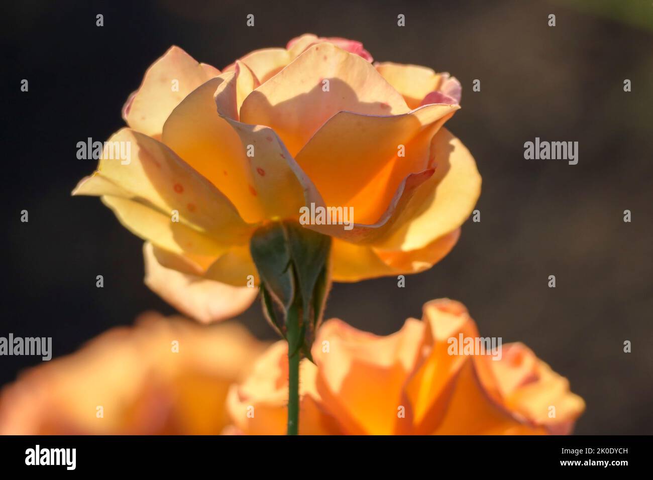 Westzeit flower head of a rose in de Guldemondplantsoen Rosarium in ...