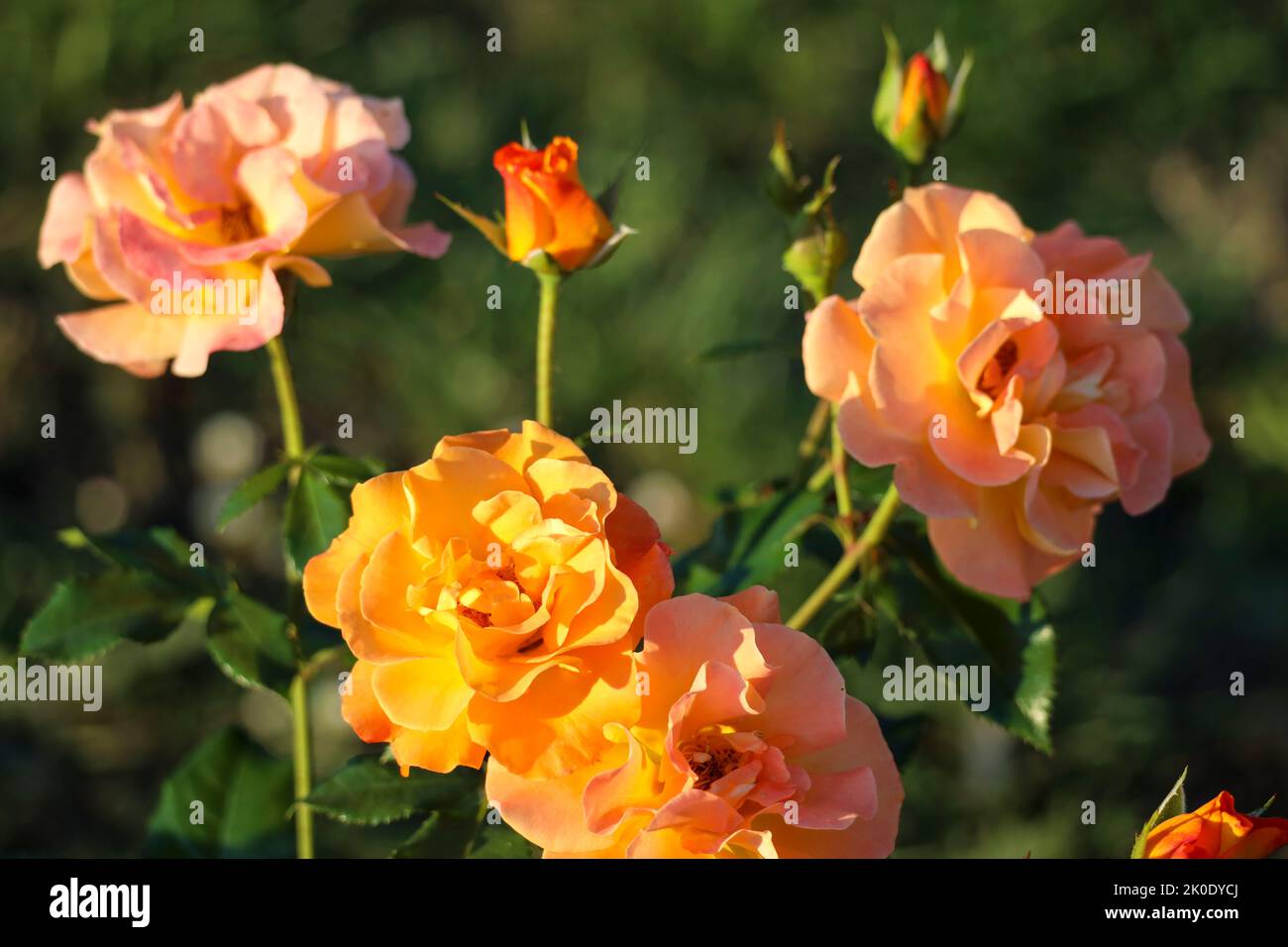 Westzeit flower head of a rose in de Guldemondplantsoen Rosarium in ...