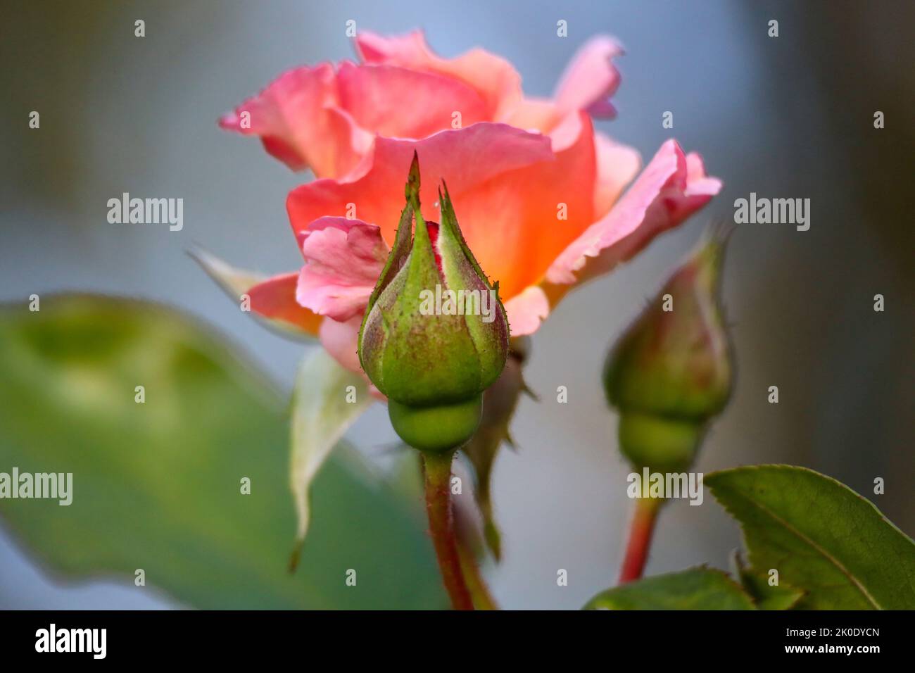 Compassion flower head of a rose in de Guldemondplantsoen Rosarium in ...