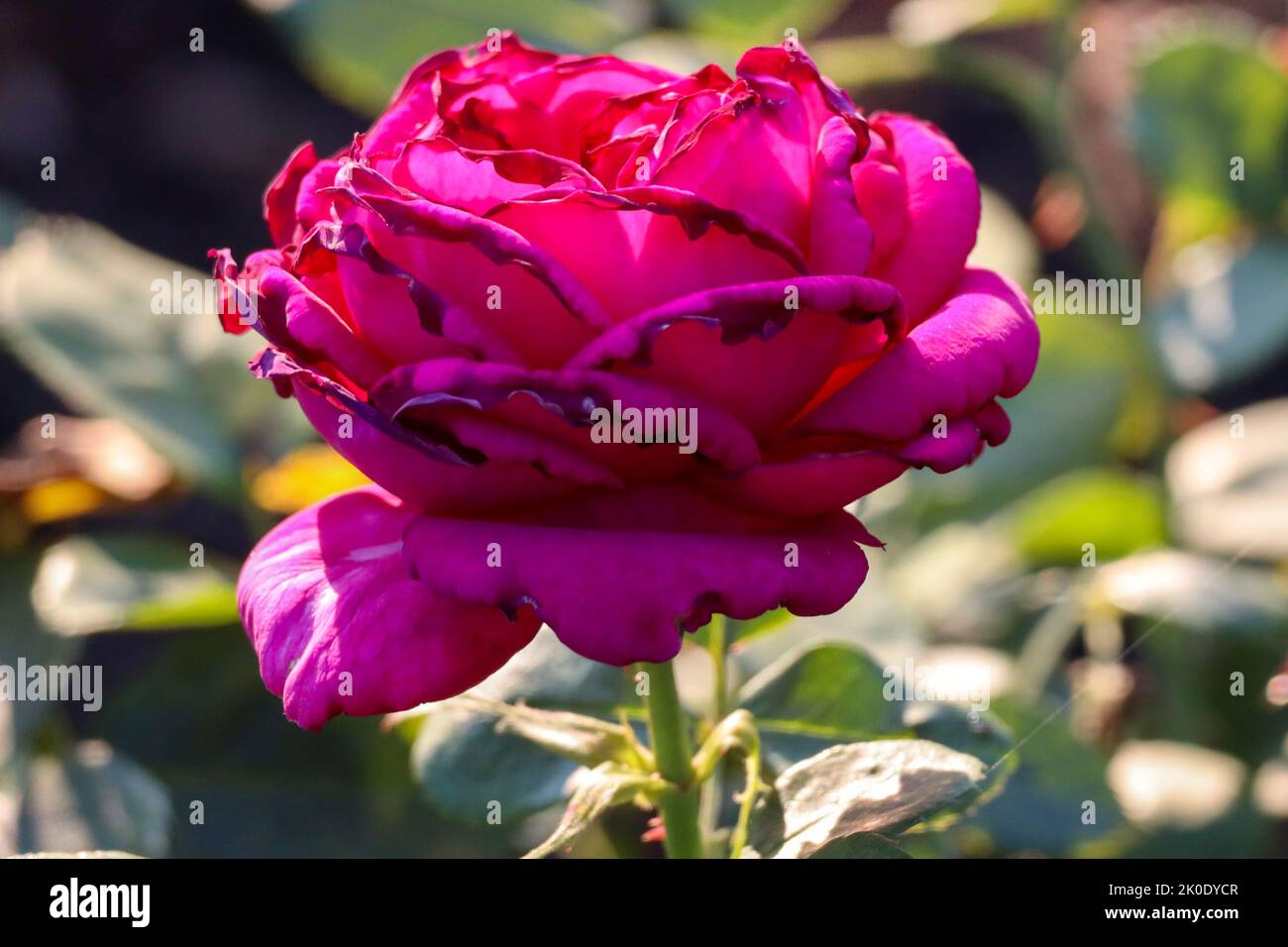 Elisa rose hi-res stock photography and images - Alamy