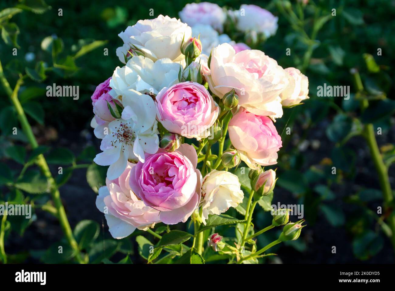 Vesalius rose hi-res stock photography and images - Alamy