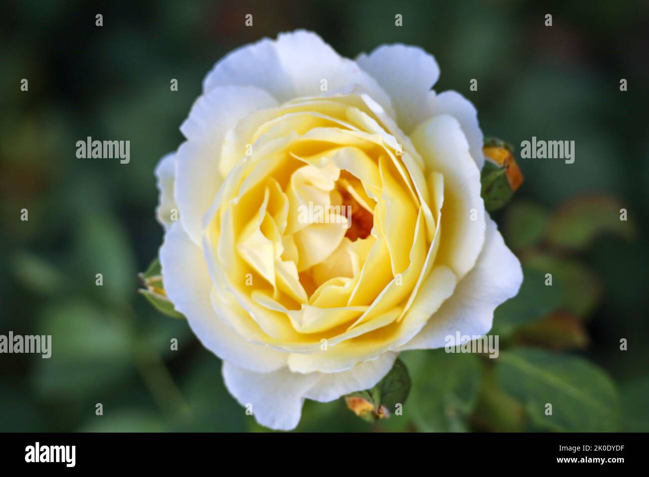 Jean Robie flower head of a rose in de Guldemondplantsoen Rosarium in ...