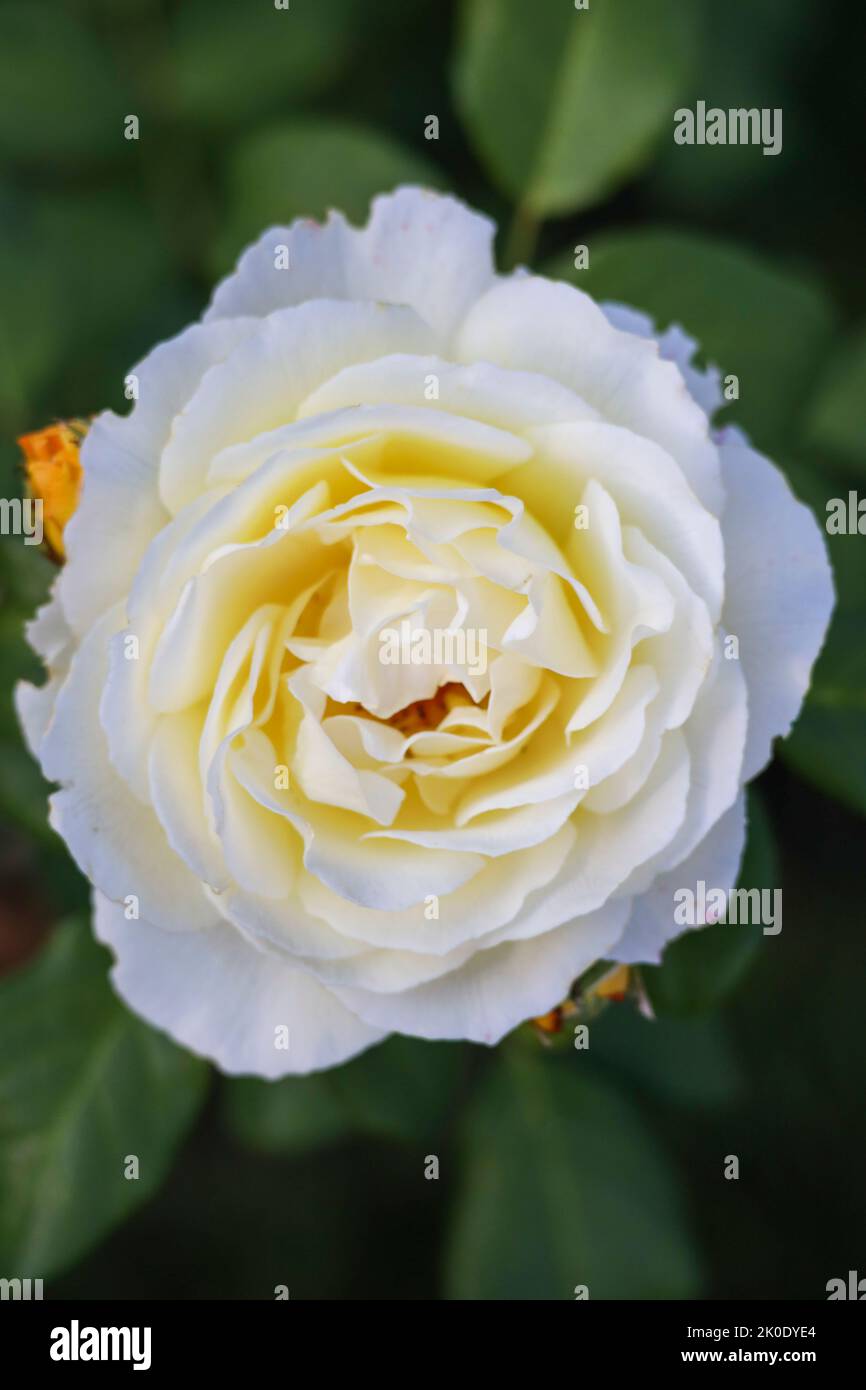 Jean Robie flower head of a rose in de Guldemondplantsoen Rosarium in ...