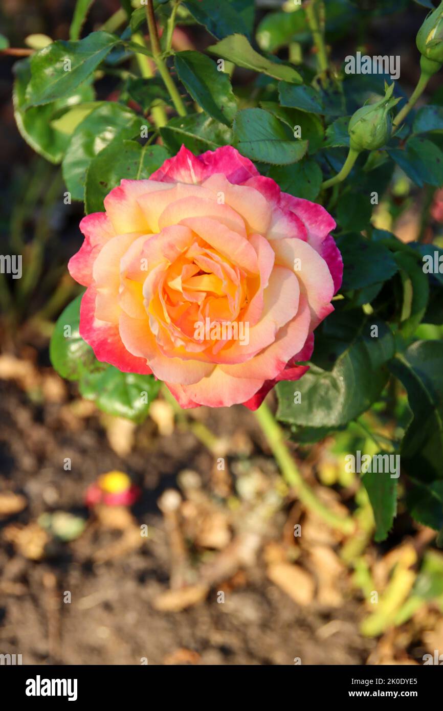 Pullman Orient express flower head of a rose in de Guldemondplantsoen ...