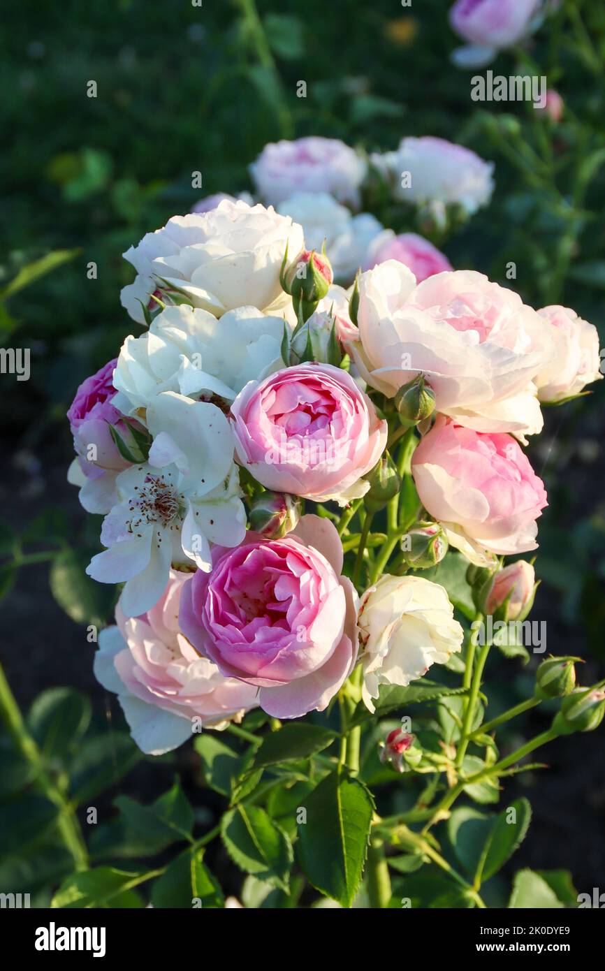 Vesalius rose hi-res stock photography and images - Alamy