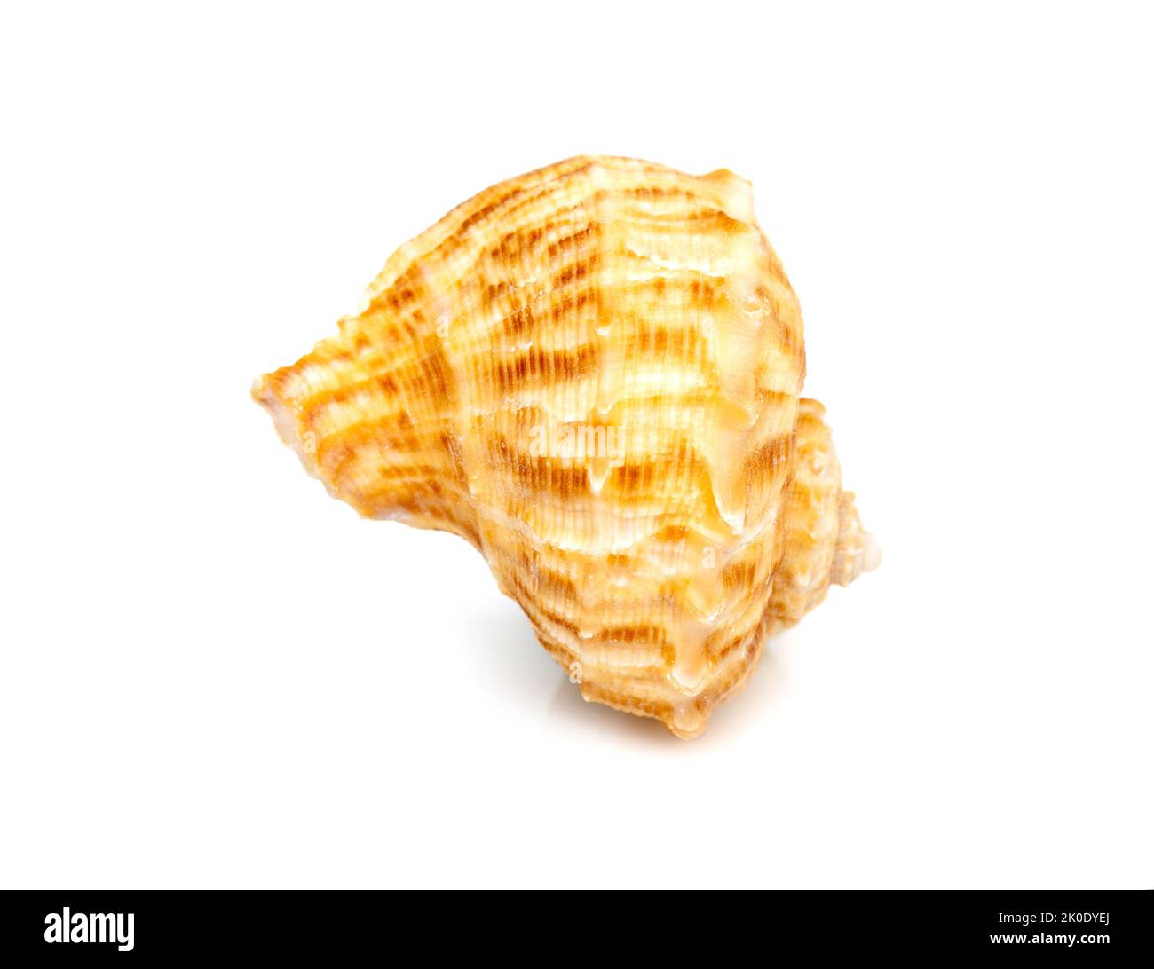 Image of seashell rapana rapiformis on a white background. Undersea ...