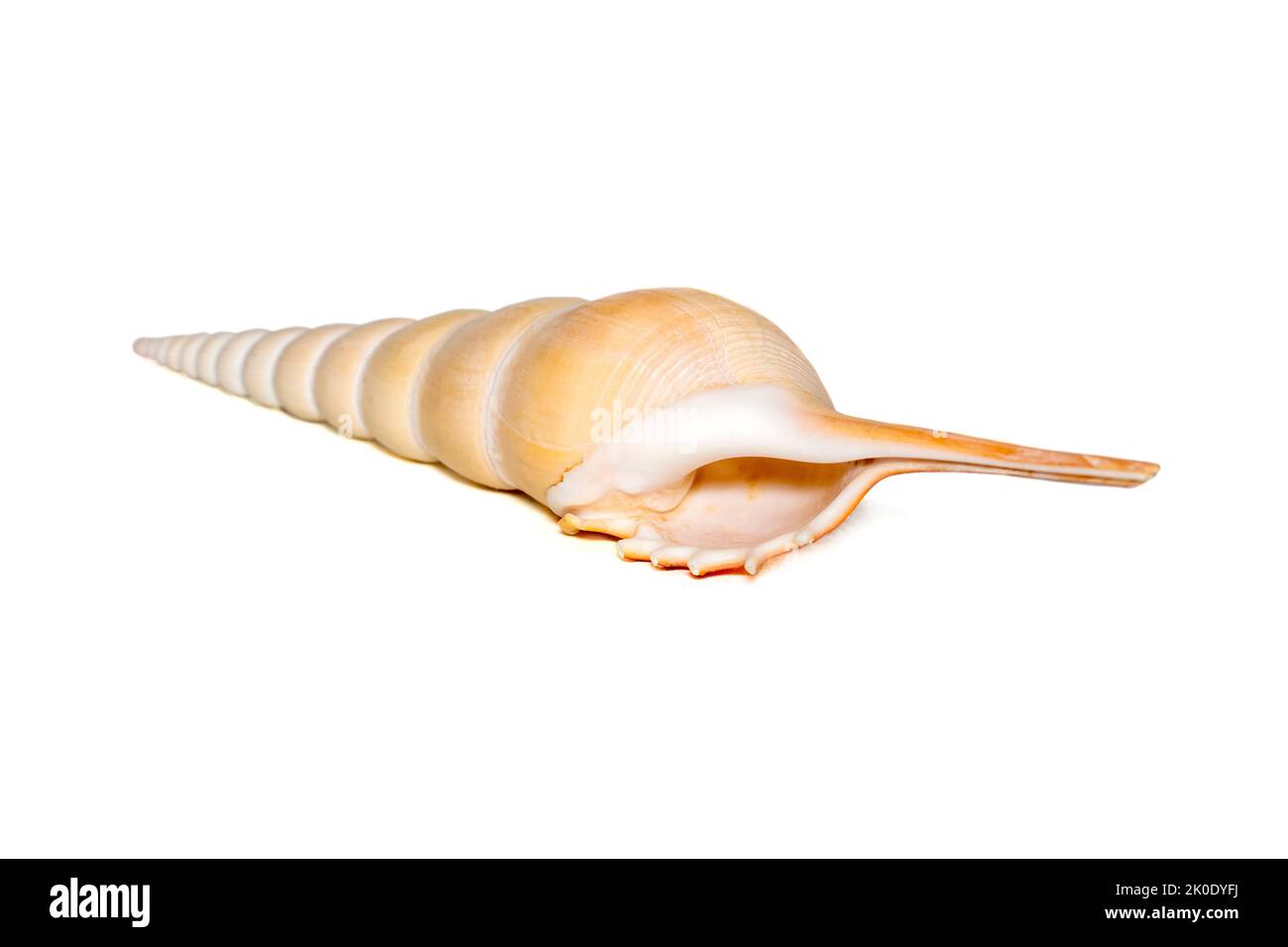 Image of Tibia Fusus sea shells (Spindle tibia or Shinbone tibia ...