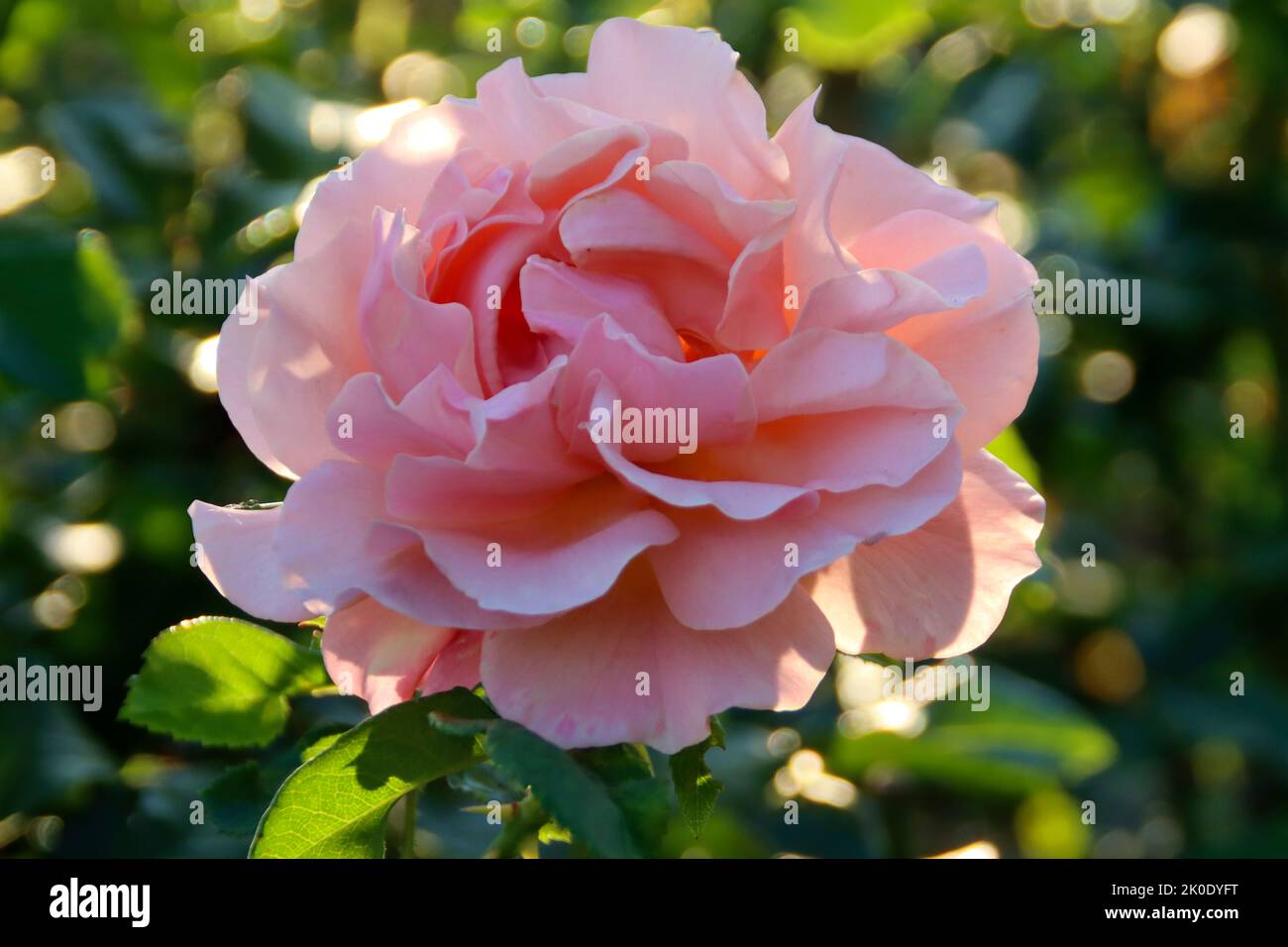 Princesse Stéphanie GrandeDuchesse Héritière de Luxembourg flower head ...