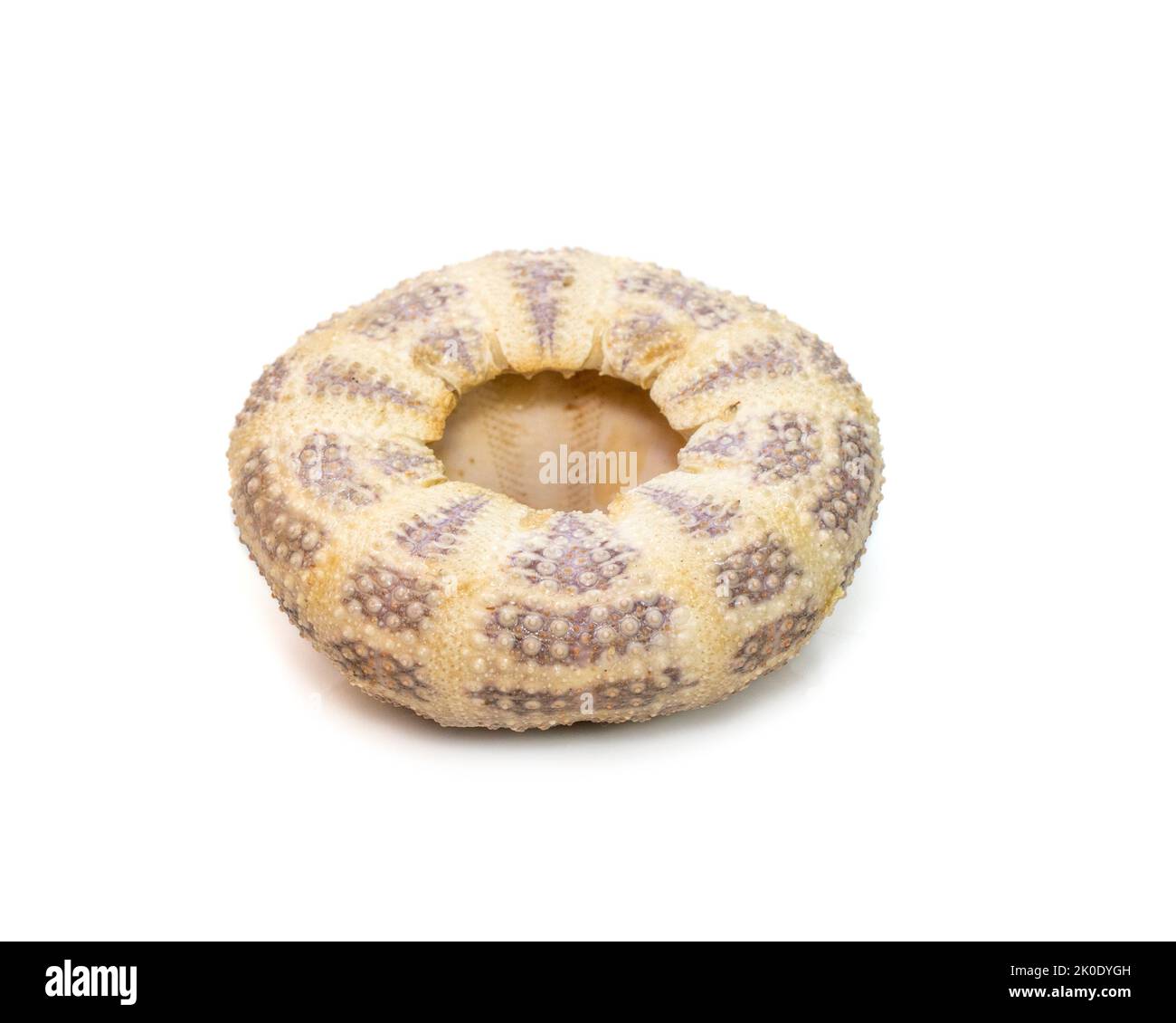 Image of Sea Urchin Shell on a white background. Sea shells. Undersea ...