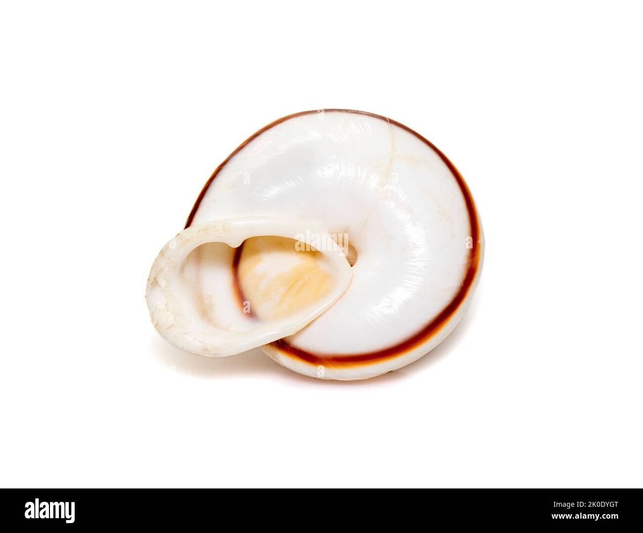 Theba is a taxonomic genus of air-breathing land snails, medium-sized ...