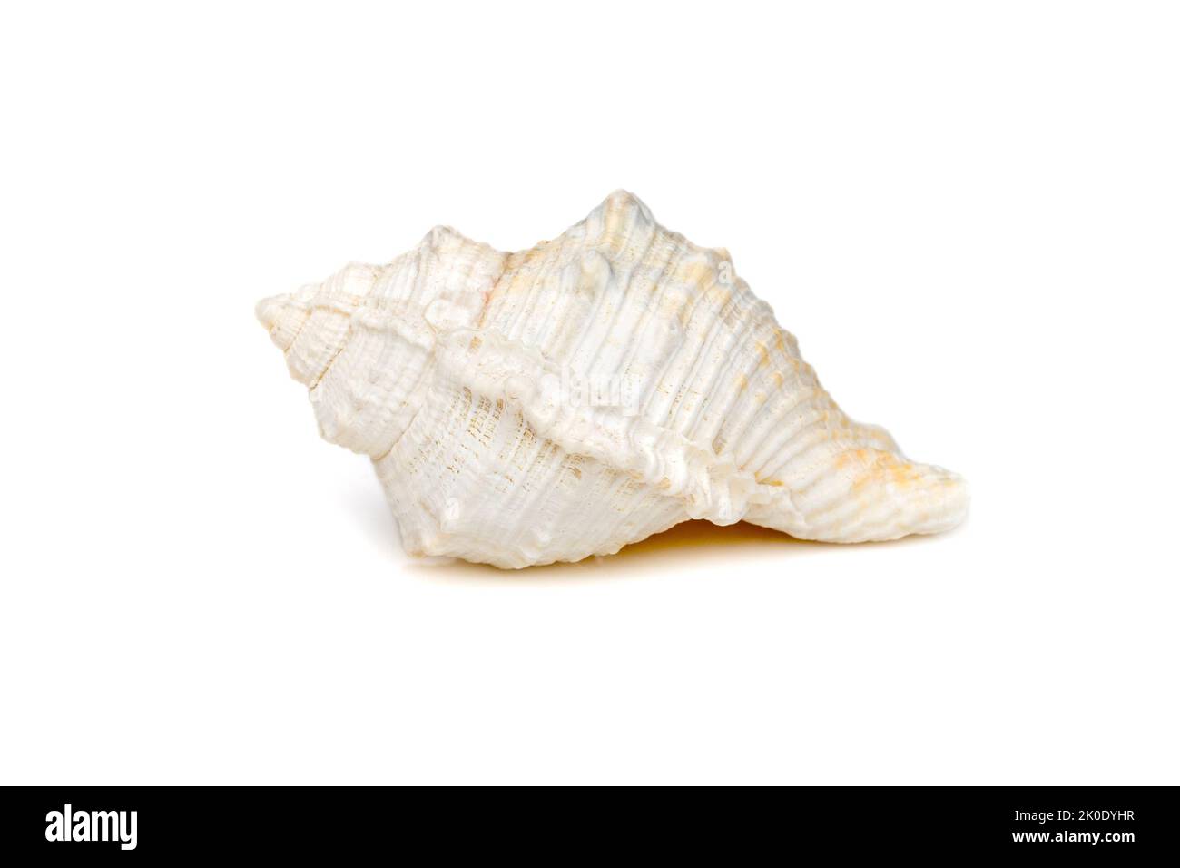 Image of white conch seashells on a white background. Undersea Animals ...