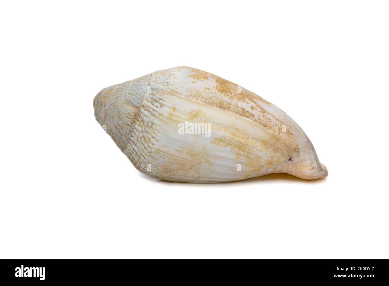Image of very old white phalium granulatum sea shell isolated on white ...