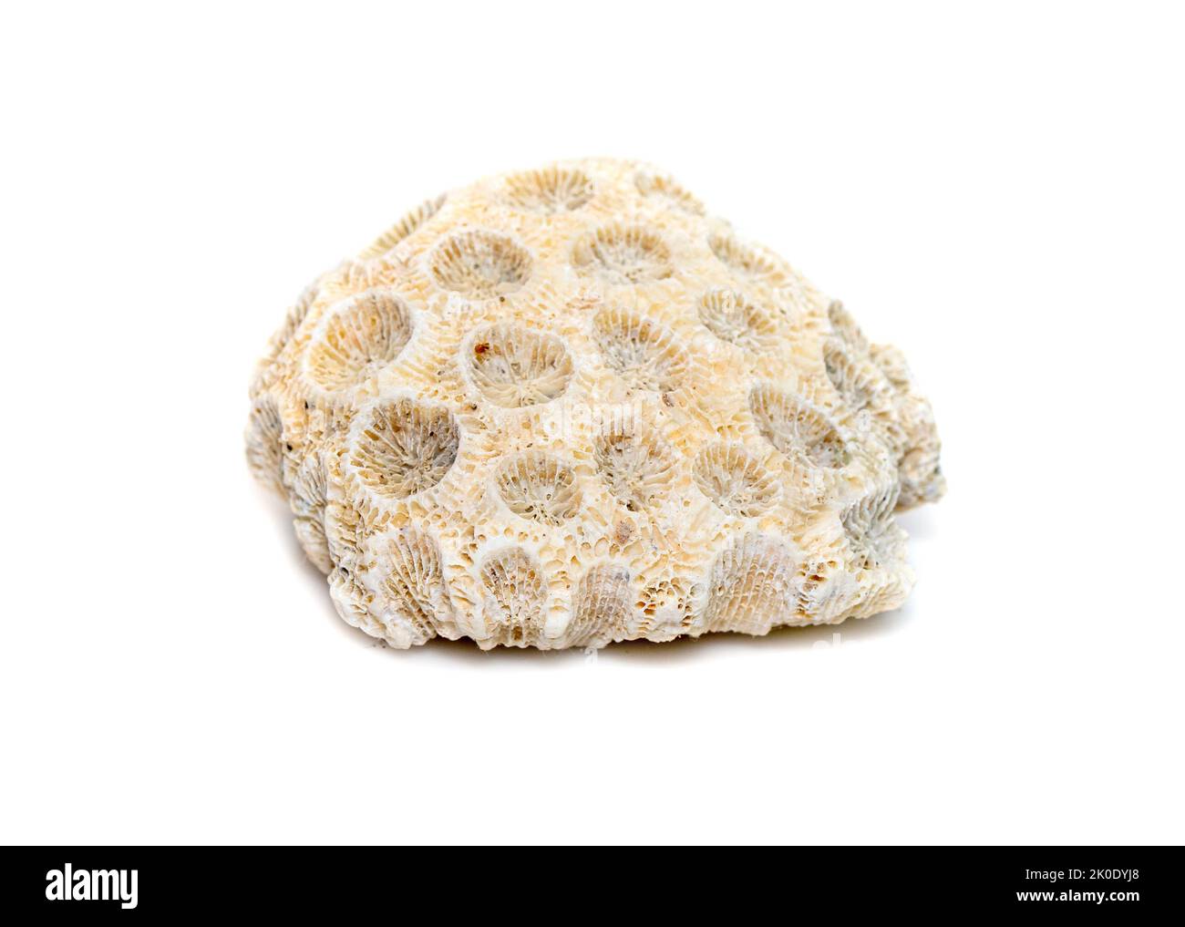 Image of coral cubes on a white background. Undersea Animals Stock ...