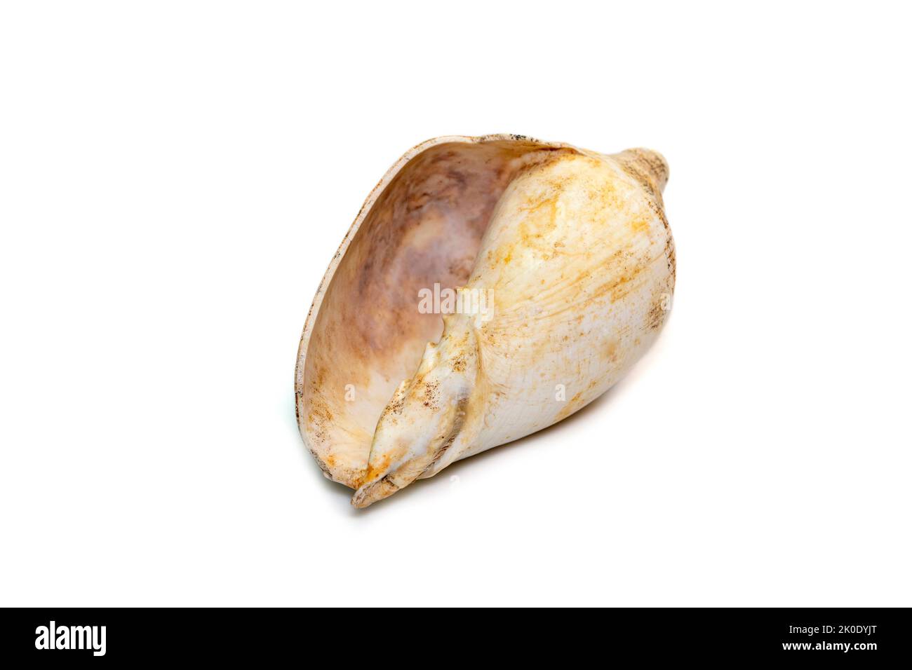 Image of white conch shell isolated on white background. Undersea ...