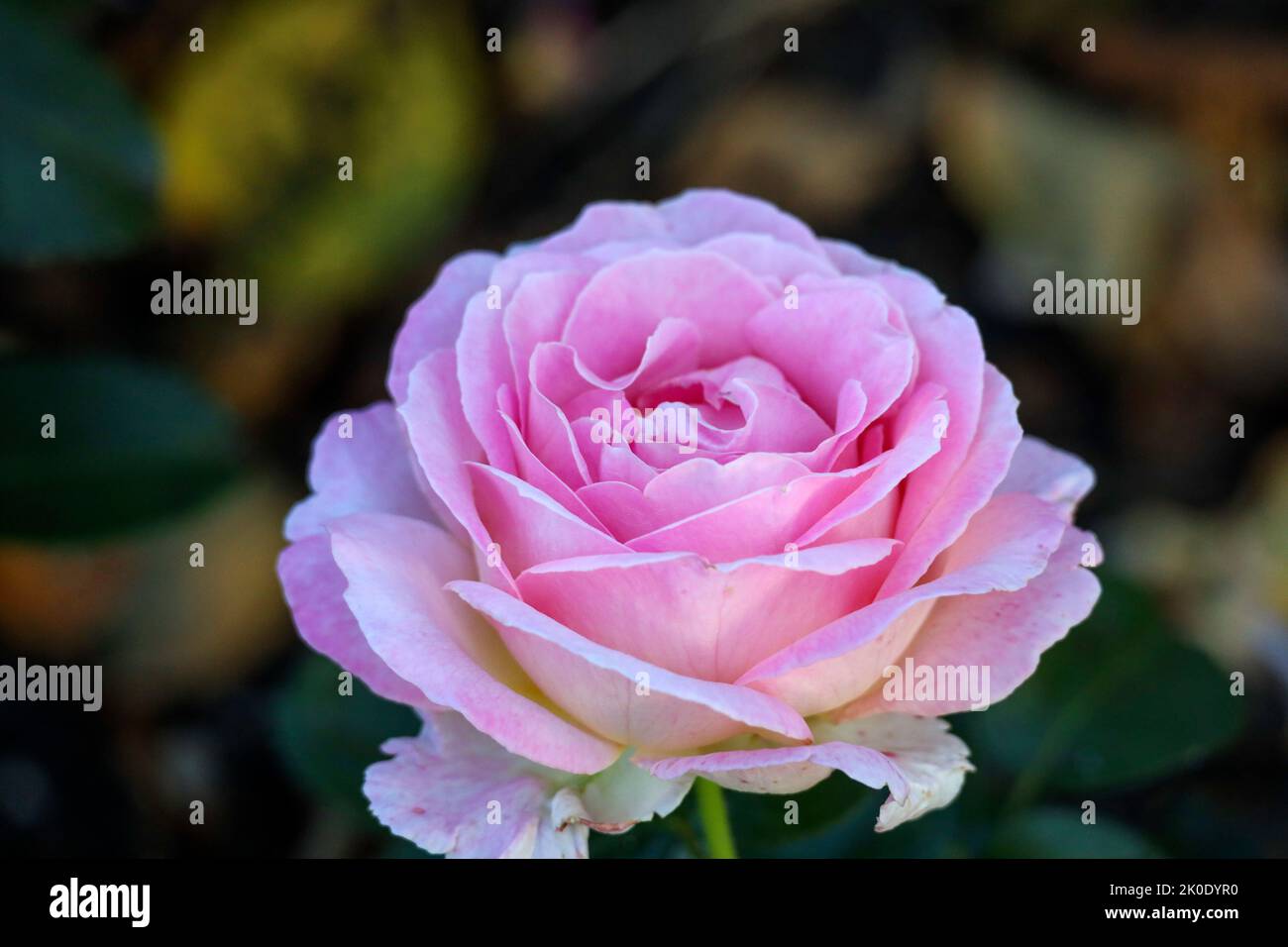 Elle flower head of a rose in de Guldemondplantsoen Rosarium in Boskoop ...