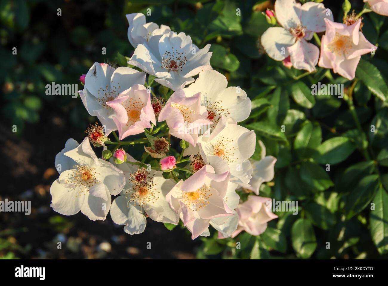 Xantippe flower head of a rose in de Guldemondplantsoen Rosarium in ...