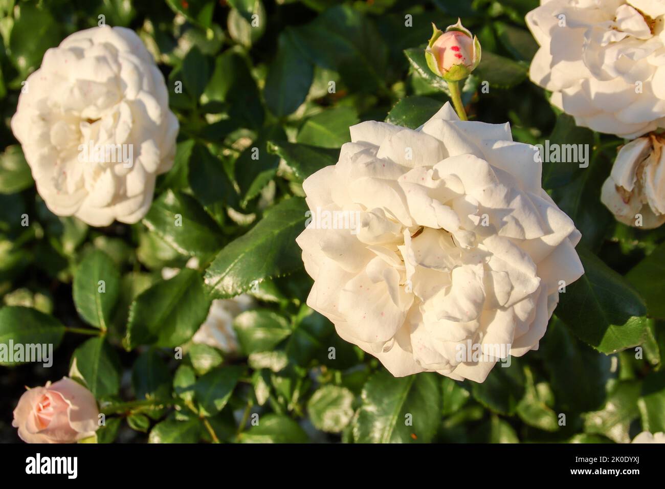 Sweet Romanza flower head of a rose in de Guldemondplantsoen Rosarium in Boskoop the Netherlands ...