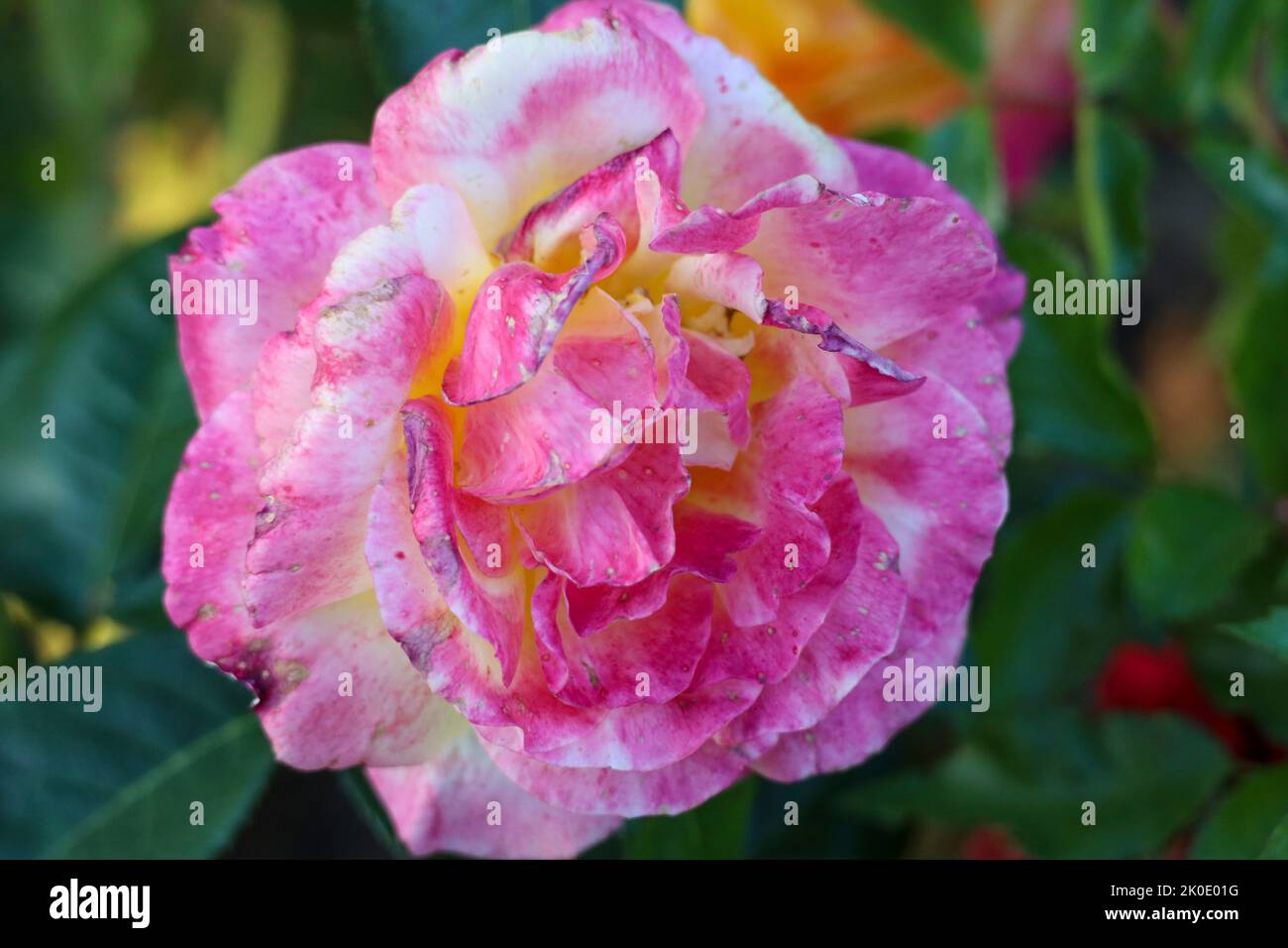Belles Rives flower head of a rose in de Guldemondplantsoen Rosarium in ...