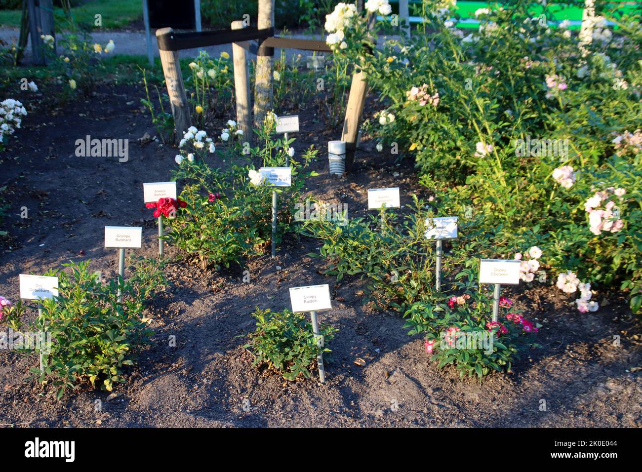 Rose family Snowhite and seven Dwarfs in de Guldemondplantsoen Rosarium ...