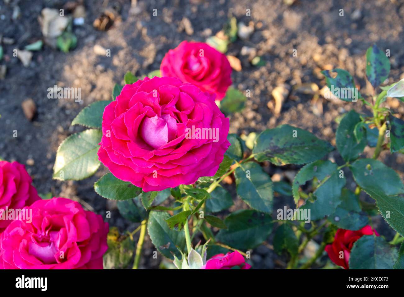 Ambassador flower head of a rose in de Guldemondplantsoen Rosarium in ...