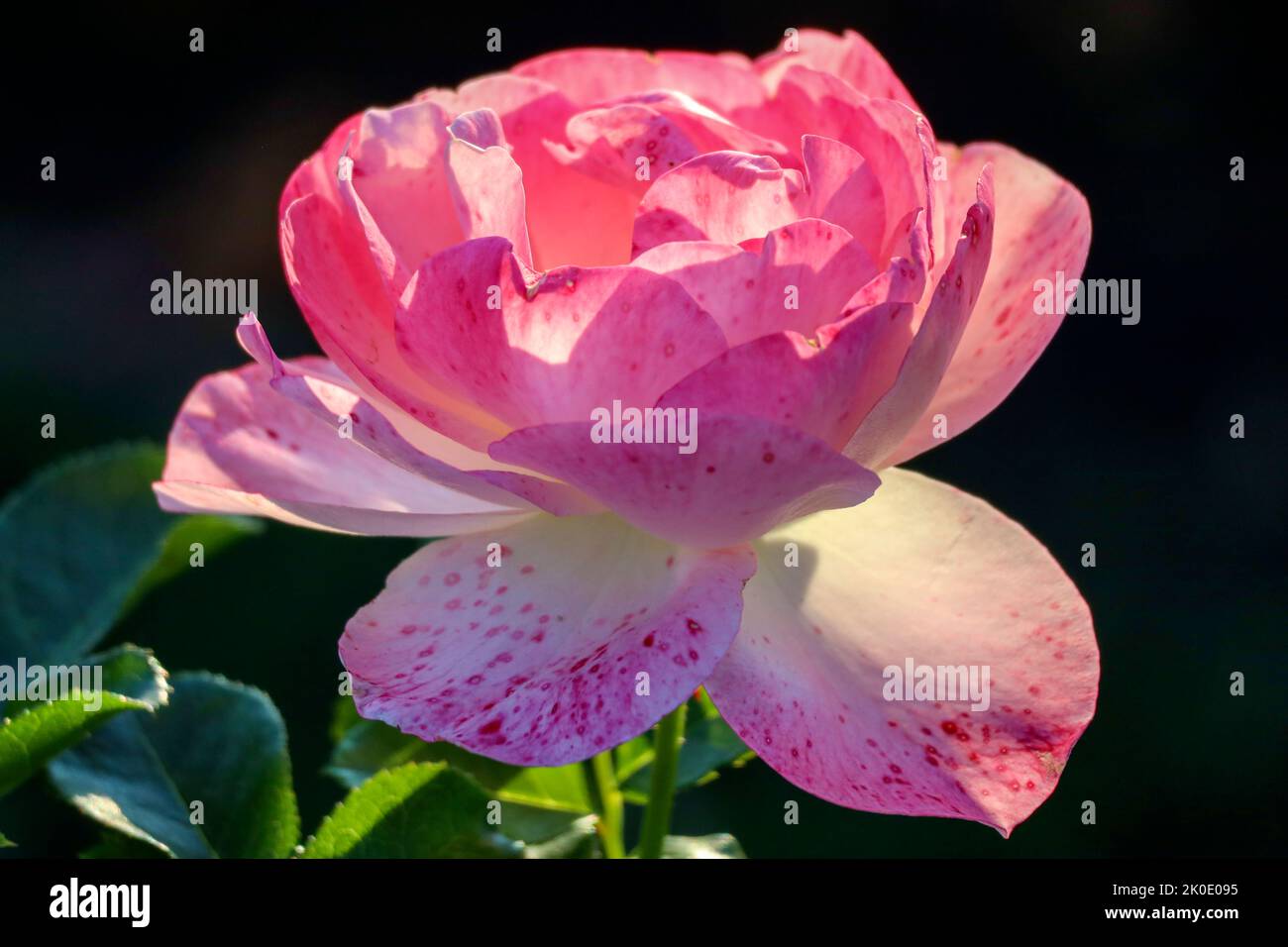 Vesalius rose hi-res stock photography and images - Alamy