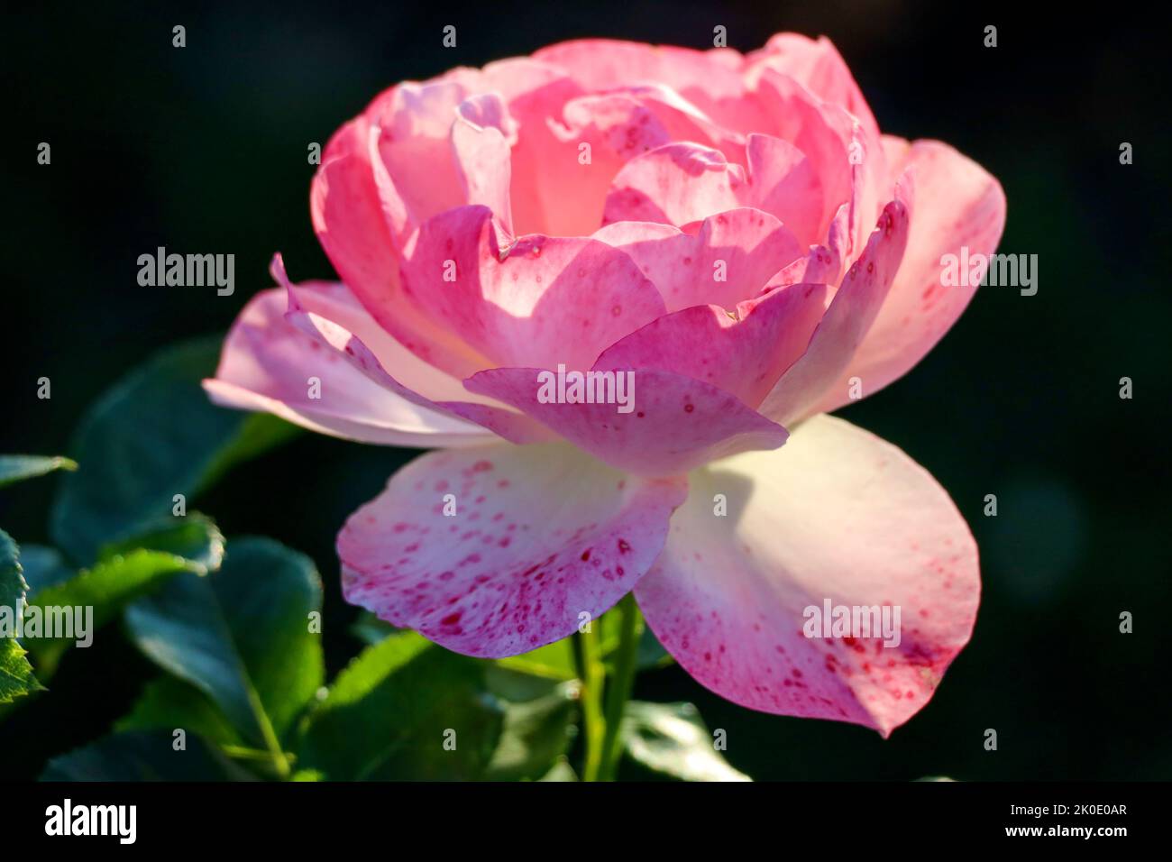 Vesalius rose hi-res stock photography and images - Alamy