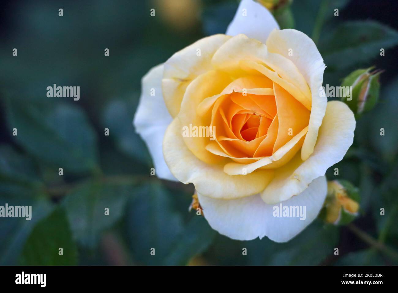 Salmon Romanza flower head of a rose in de Guldemondplantsoen Rosarium ...
