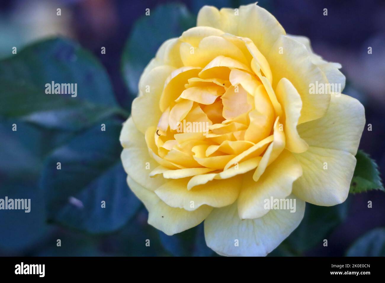 Roses in the rosarium Guldemondplantsoen in Boskoop the Netherlands ...