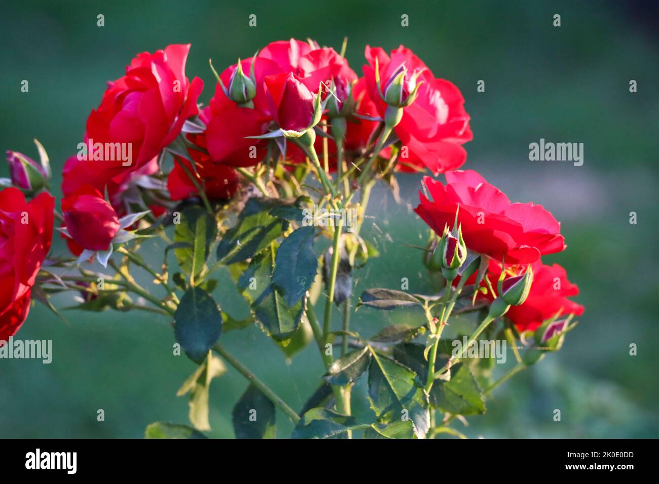 Black Forest Rose flower head of a rose in de Guldemondplantsoen ...