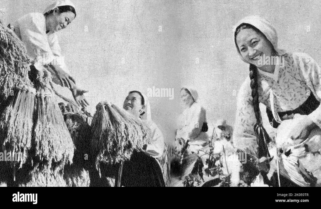 Propaganda image depicting successful agriculture sector of the North ...