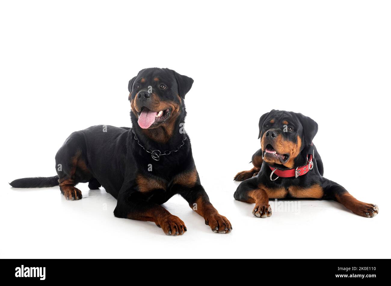 two rottweilers in front of white background Stock Photo - Alamy