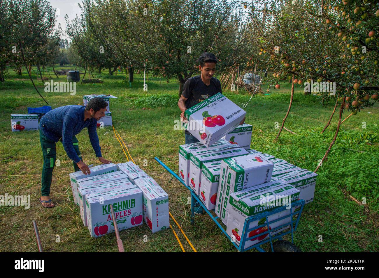 Farmer seen loading boxes of fresh apples on a handcart at an orchard ...